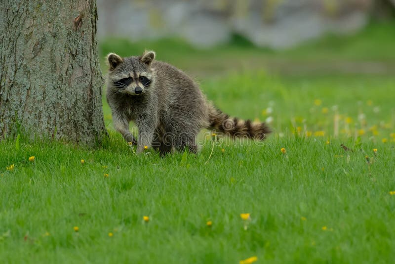 Procione Comune - Lotor Del Procyon Fotografia Stock - Immagine di ...