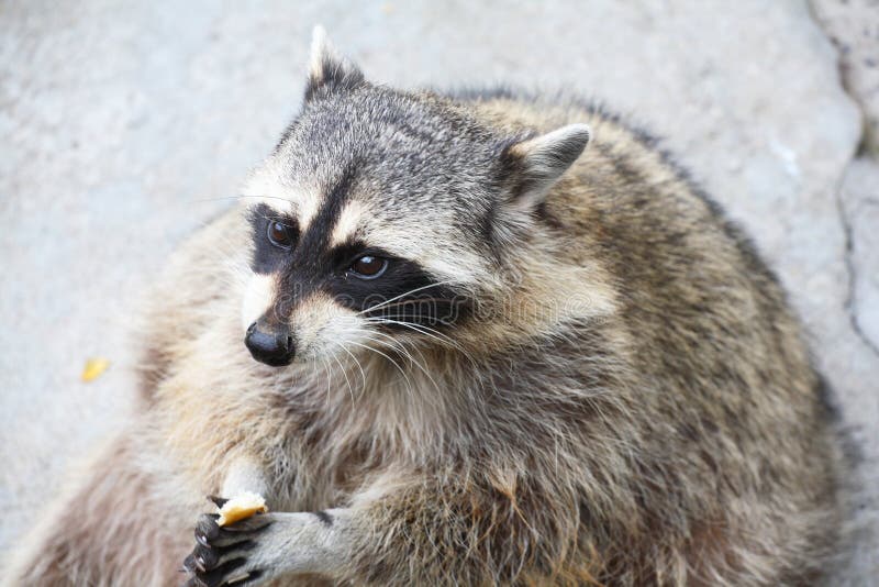 Procione in Modo Divertente Immagine Stock - Immagine di pelliccia ...
