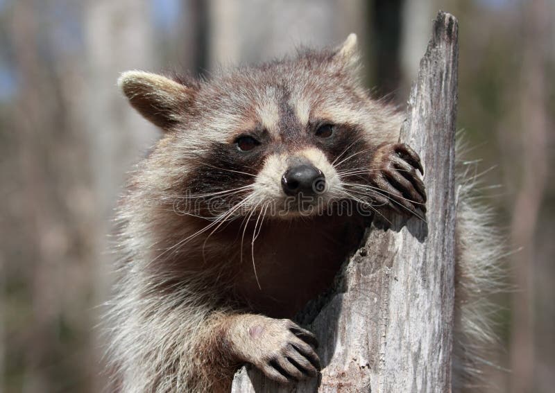 Procione in natura immagine stock. Immagine di ritratto - 55980023