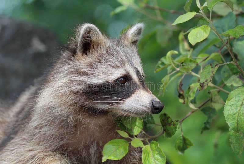 Fronte del procione immagine stock. Immagine di nave - 53867883