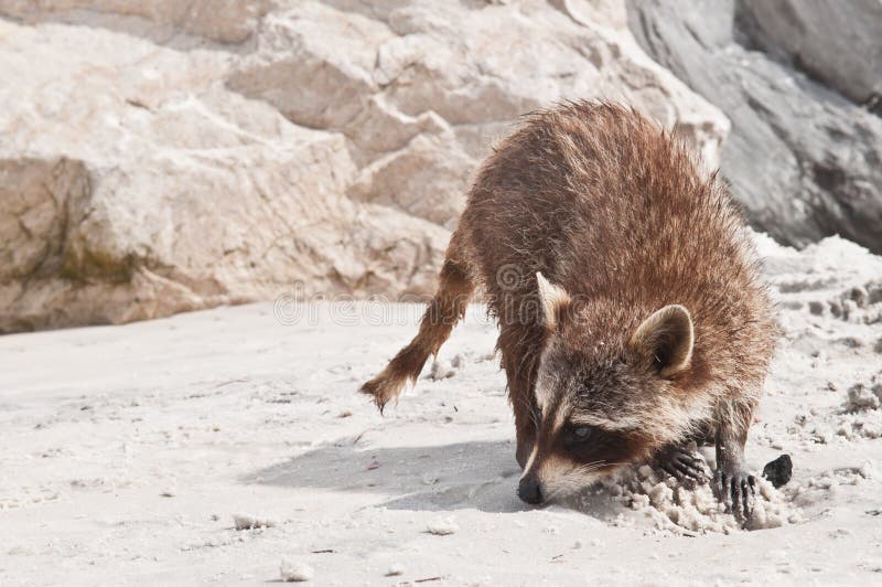 Procione nordamericano immagine stock. Immagine di mani - 39751887