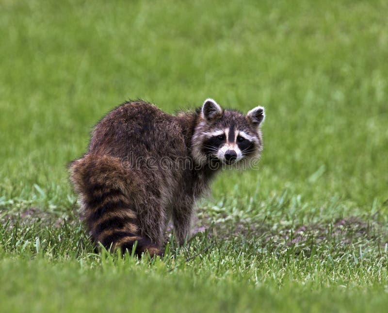 Procione Nordico (lotor Del Procyon) Immagine Stock - Immagine di ...