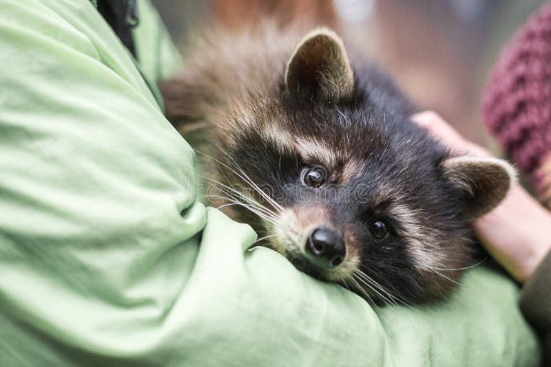 Un Procione Addomesticato E Bagnato Lokking Nella Macchina Fotografica ...