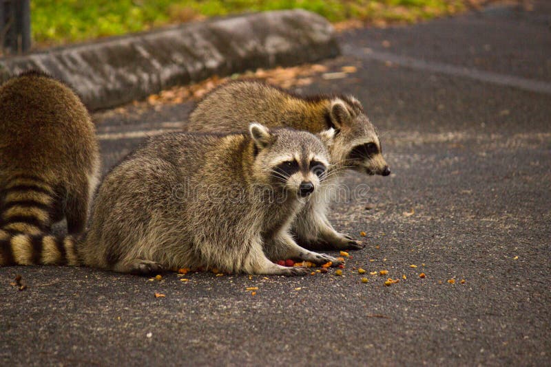 Procioni lavatori selvaggi fotografia stock. Immagine di alimento ...