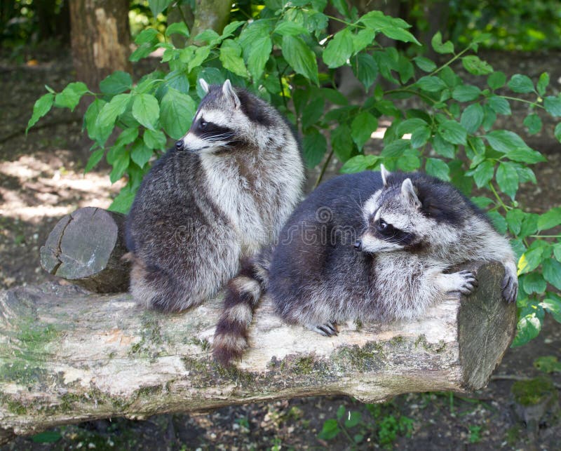 Due Procioni & X28; Lotor& X29 Del Procyon; Sul Ceppo Immagine Stock ...