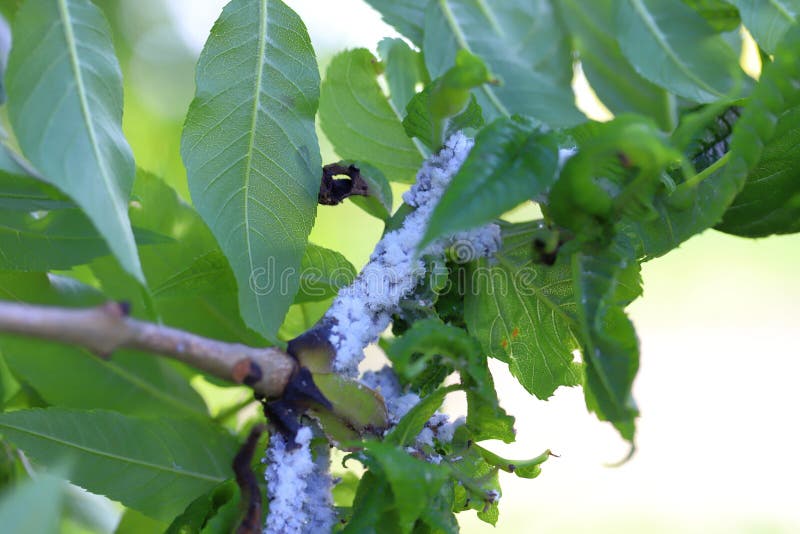 Prociphilus Bumeliae. a Colony of Hairy, Wax-covered Aphid Secretions ...