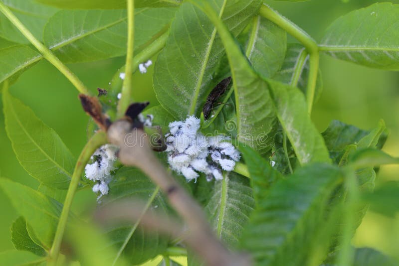 Prociphilus Bumeliae. a Colony of Hairy, Wax-covered Aphid Secretions ...