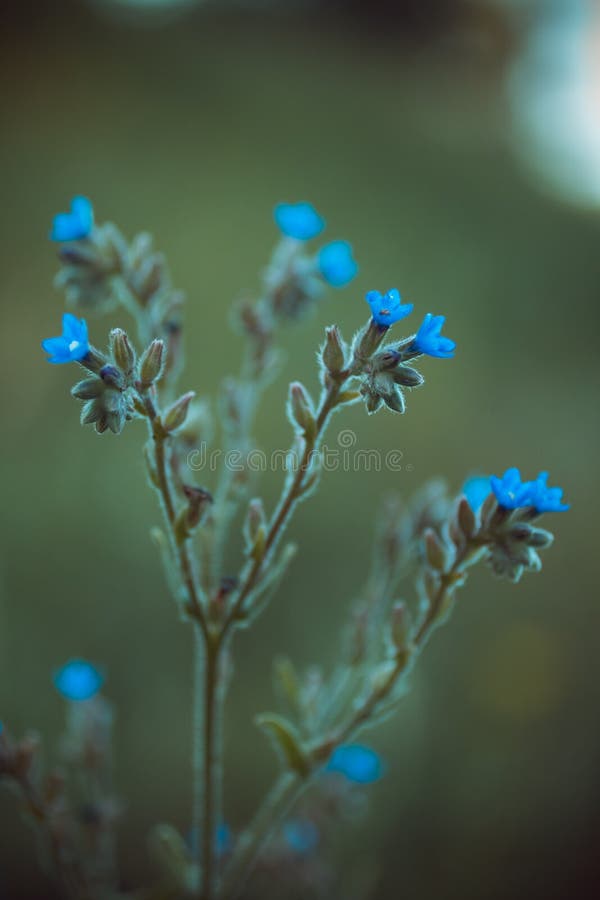 Asperugo Procumbens Conocidos Como Madwort O German Madwort. Aislado ...