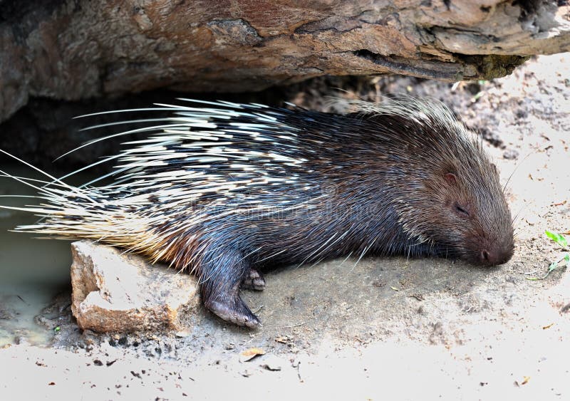 Procupine stock photo. Image of needles, spiny, spine - 21250140