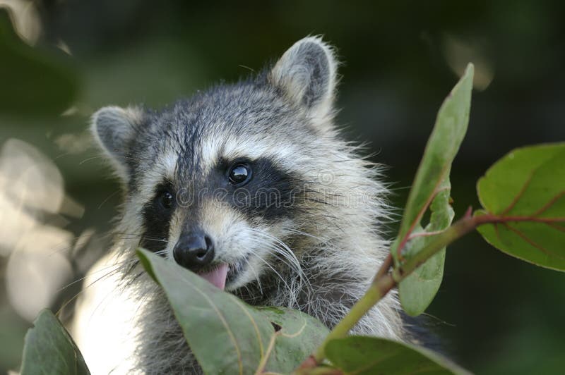 Procyon lotor, raccoon stock photo. Image of beautiful - 13513844