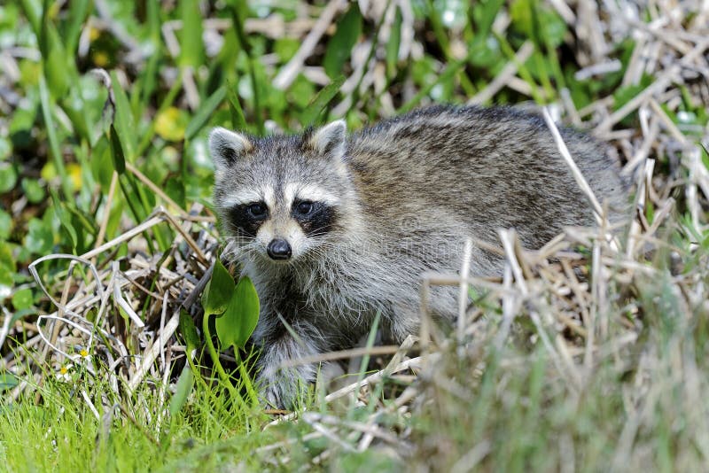 Procyon lotor, raccoon stock photo. Image of beautiful - 13513844