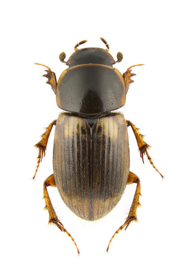 Prodromus De Aphodius Y a Escarabajos De Estiércol Del Sphacelatus Foto ...