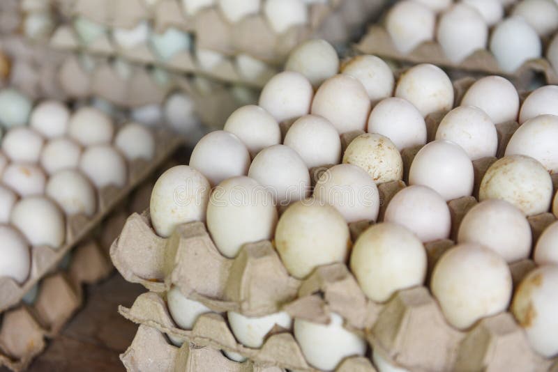 Produce Eggs in the Farm Organic - Fresh Eggs White Duck Egg Box Stock ...