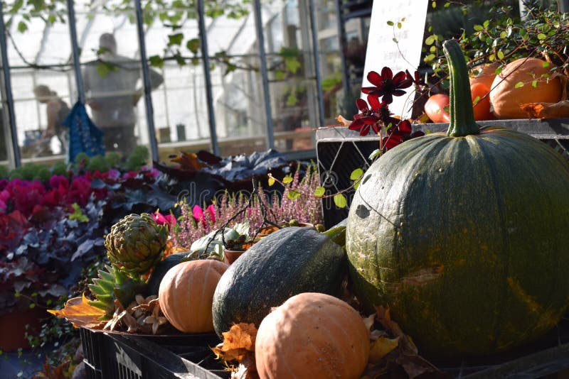 Produce, Vegetable, Local Food, Plant Stock Image - Image of plant ...