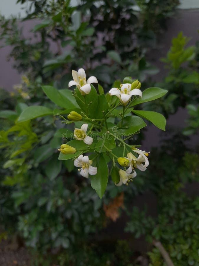 That Produces a Sharp Fragrance, Especially at Night. Stock Photo ...