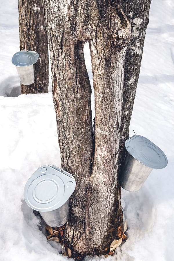 Maple Syrup Season in Canada Stock Photo - Image of canadian, grove ...