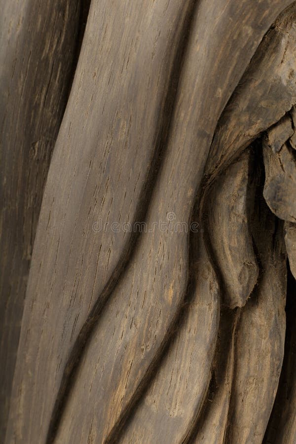 The Product of the Roots of Oak, the Texture of Oak. Stock Photo ...