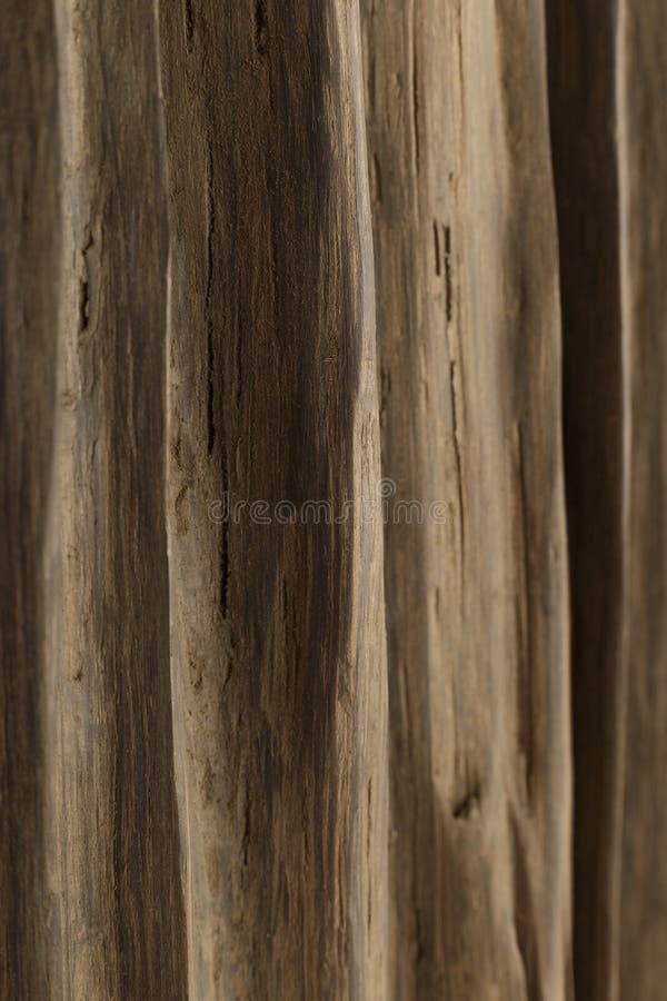 The Product of the Roots of Oak, the Texture of Oak. Stock Photo ...