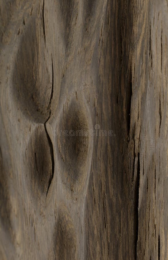 The Product of the Roots of Oak, the Texture of Oak. Stock Photo ...
