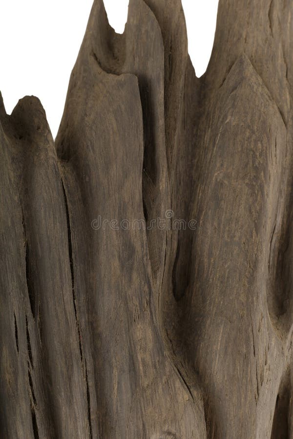 Product from the Roots of Oak in White Background. Stock Photo - Image ...