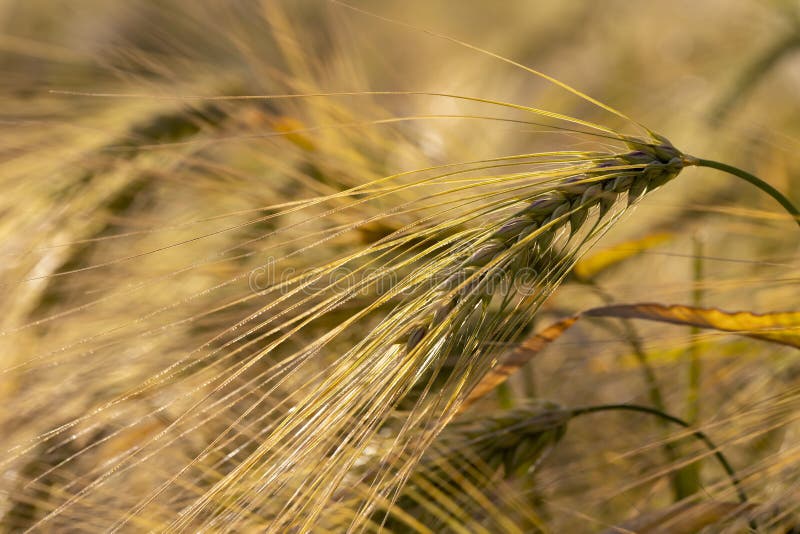 Production of Agricultural Rye Plants, Closeup Stock Image - Image of ...