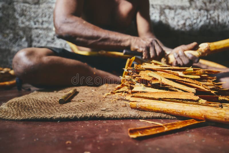 Production of the Cinnamon Sticks Stock Photo - Image of countries ...
