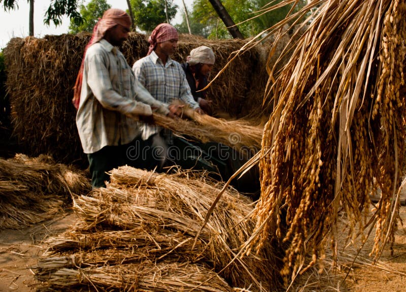 Production of crops editorial stock photo. Image of drying - 41333763
