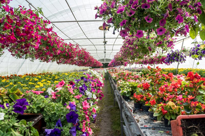 Production and Cultivation Different Flowers in Pot on Shelves in ...