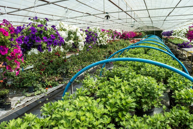 Production and Cultivation Different Flowers in Pot on Shelves in ...
