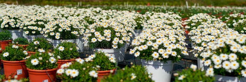 Production and Cultivation of Flowers Stock Image - Image of ...
