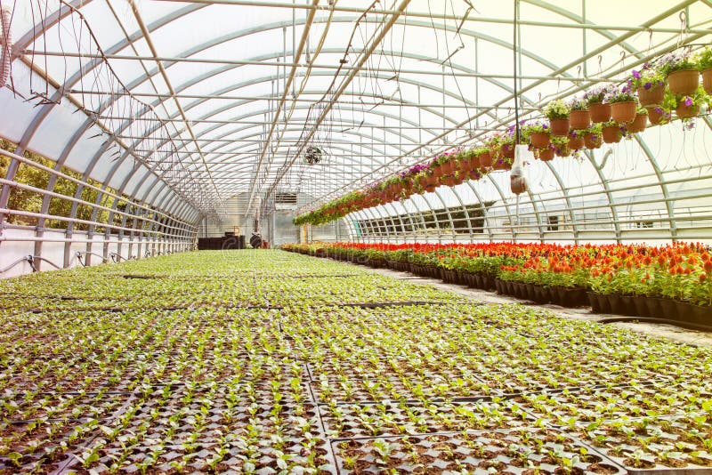 The Production and Cultivation of Flowers. Young Plants Planted in the ...