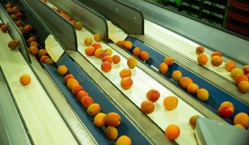 Production Facilities of Grading and Packing of Apricots Stock Image ...
