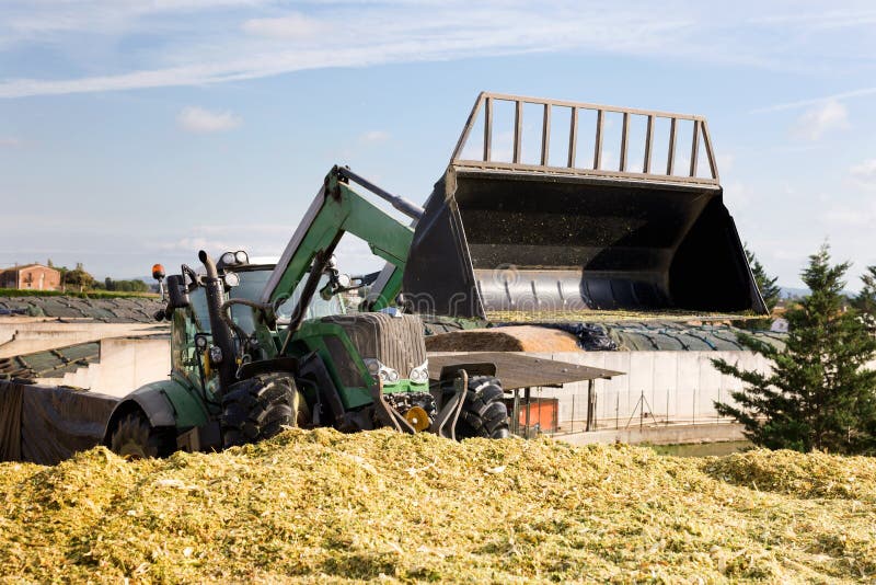 Production of Fodder in Agricultural Complex Stock Photo - Image of ...