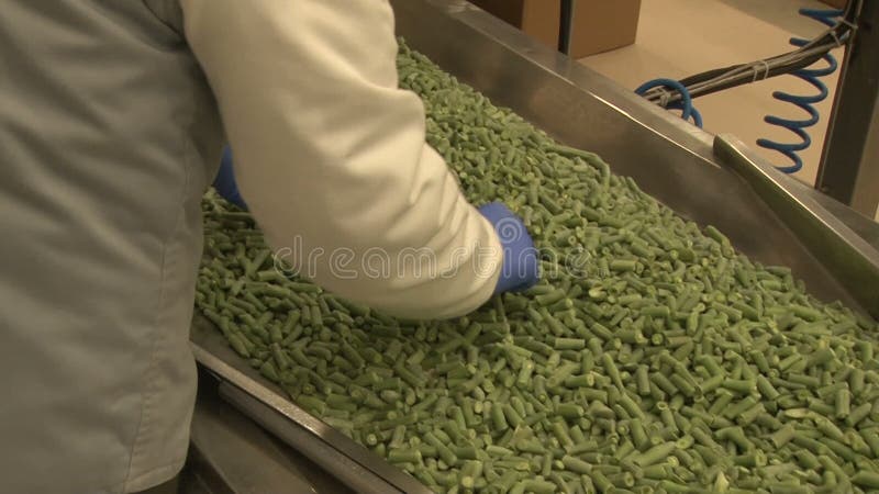 Production of Green Beans in Food Processing Factory. Stock Footage ...