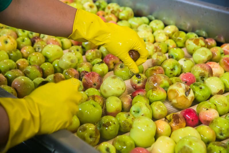 Production Line for Processing Apples for the Production of Fresh Juice ...