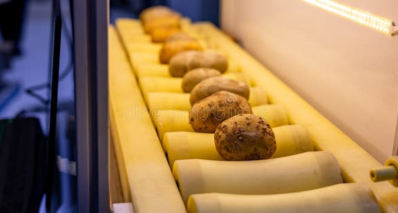 The Production Line for Sorting Potatoes. Potato Sorting, Processing and Packing Factory. Stock ...
