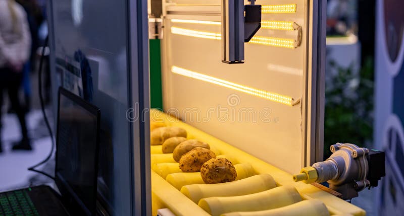 The Production Line for Sorting Potatoes. Potato Sorting, Processing ...