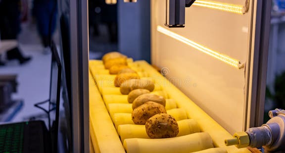 The Production Line for Sorting Potatoes. Potato Sorting, Processing ...