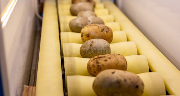 The Production Line for Sorting Potatoes. Potato Sorting, Processing ...