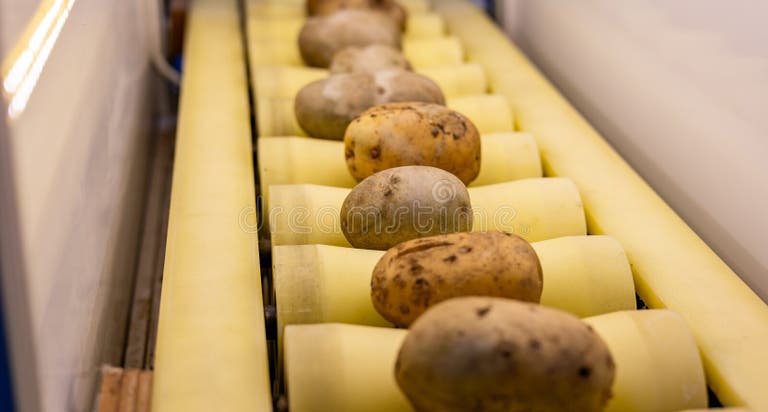 The Production Line for Sorting Potatoes. Potato Sorting, Processing ...