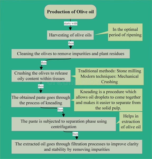 Production of Olive Oil Involves Different Steps, Including Paste ...