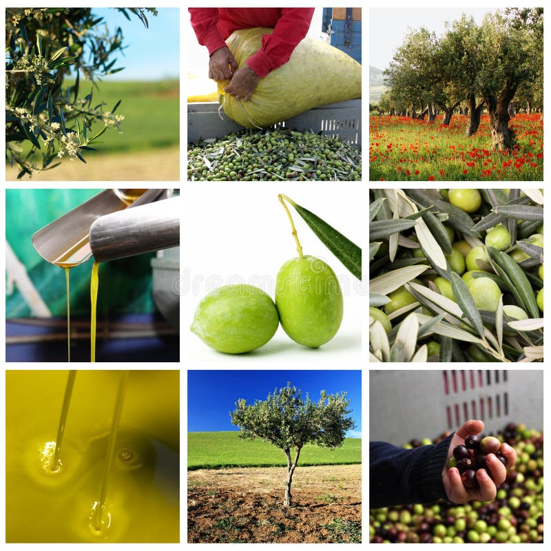 Production of olive oil stock image. Image of green, trees - 36739357