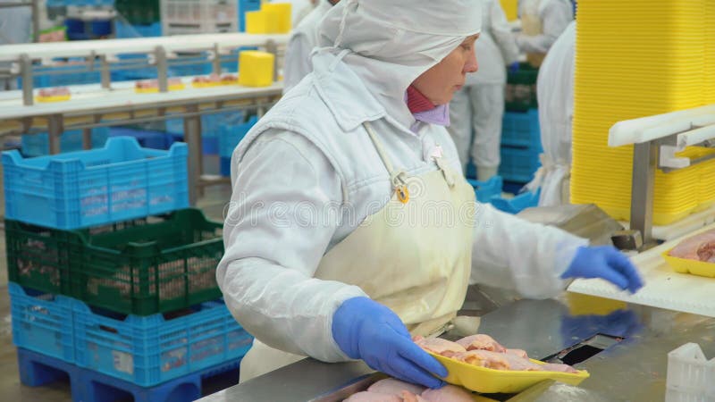 Production and Processing of Chicken Meat. Conveyor Line for Processing ...