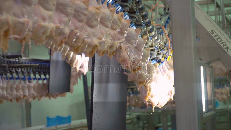 Production and Processing of Chicken Meat. Conveyor Line for Processing ...