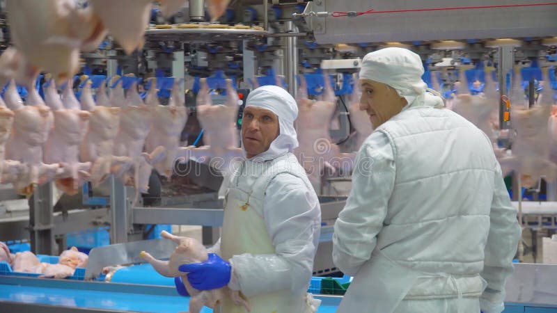 Production and Processing of Chicken Meat. Conveyor Line for Processing ...