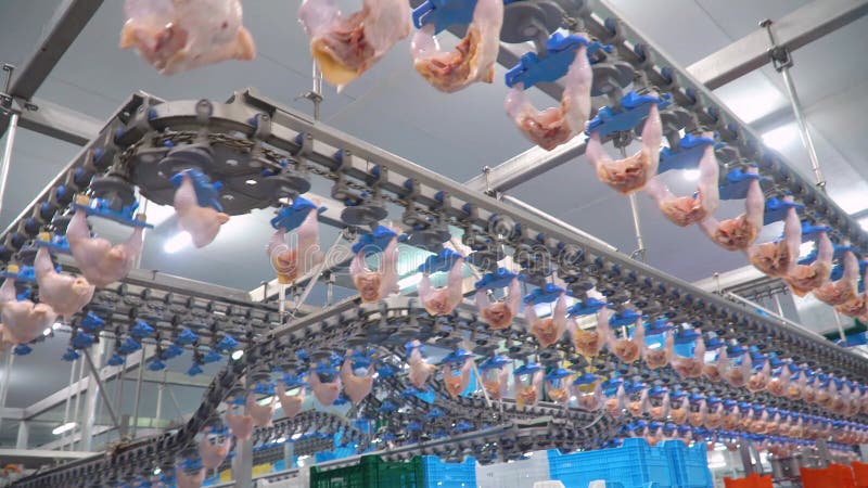 Production and Processing of Chicken Meat. Conveyor Line for Processing ...