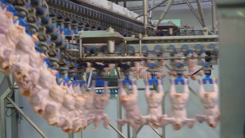 Production and Processing of Chicken Meat. Conveyor Line for Processing ...