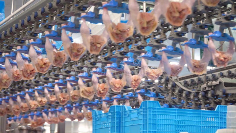 Production and Processing of Chicken Meat. Conveyor Line for Processing ...
