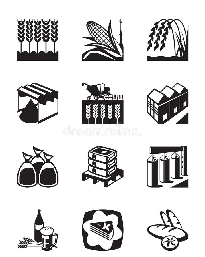 Production and Processing of Grain Cereals Stock Vector - Illustration ...