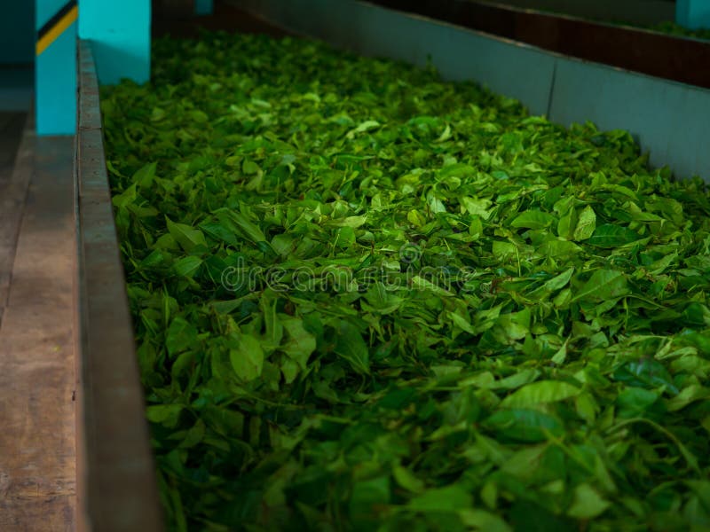 Processing of tea farm stock image. Image of plant, city - 10274379